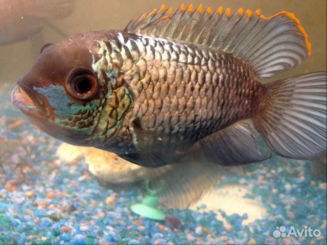 Наноакара пара