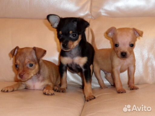 Сладкие детки для Вас