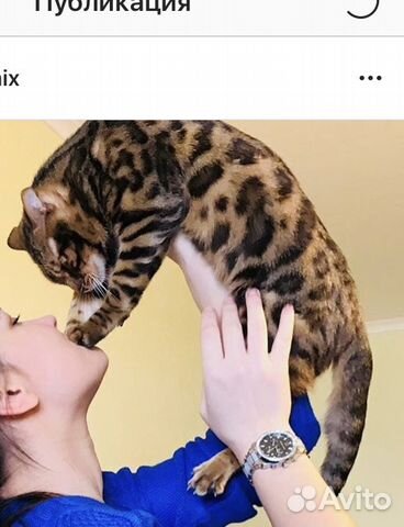 Бенгальская