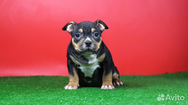 Американский Булли, девочка, черный-триколор