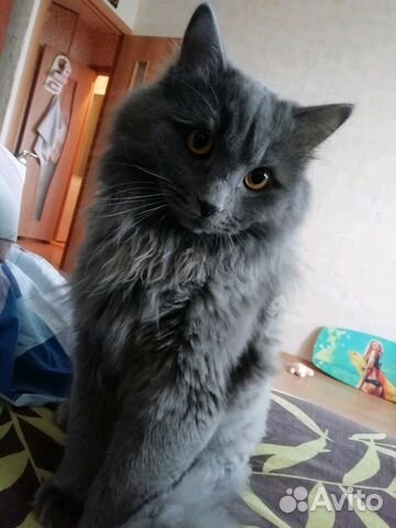 Кот Платон, ищет добрые и заботливые руки