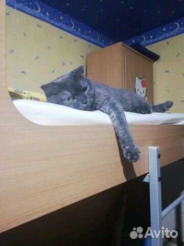 Кошка. Кличка "Юся"