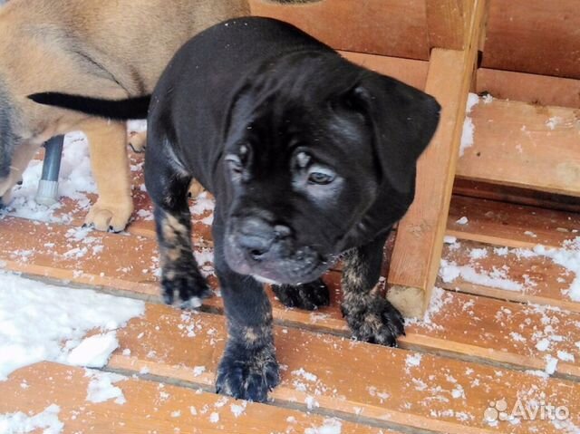 Щенки (чёрные) Ка де бо