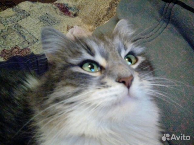 Кошка Тишка