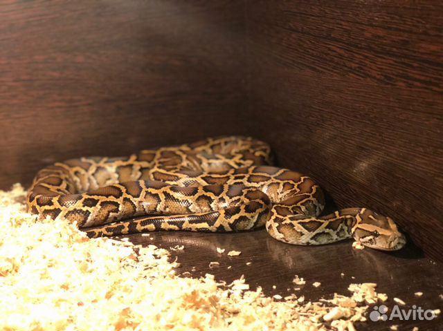 Тигровый питон