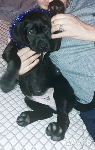 Лаблодор-ретивер 4 месяца