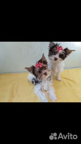 Продаю щенков йоркширского терьера