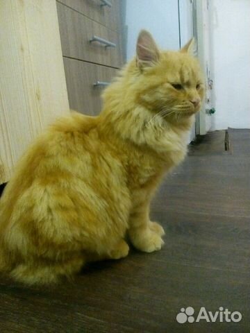 Котофей в добрые руки.7мес