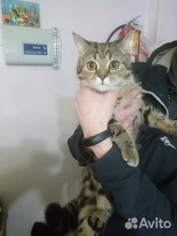 Славные котятки и кошечки в дар