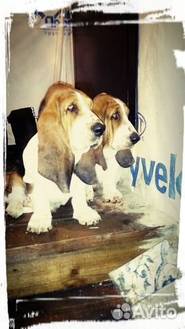 Щенки бассет хаунда