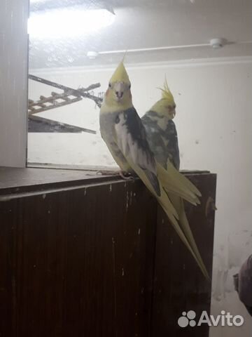 Отдам кареллу