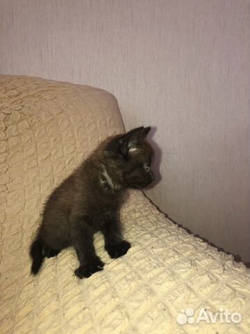 Шоколадные британские котята