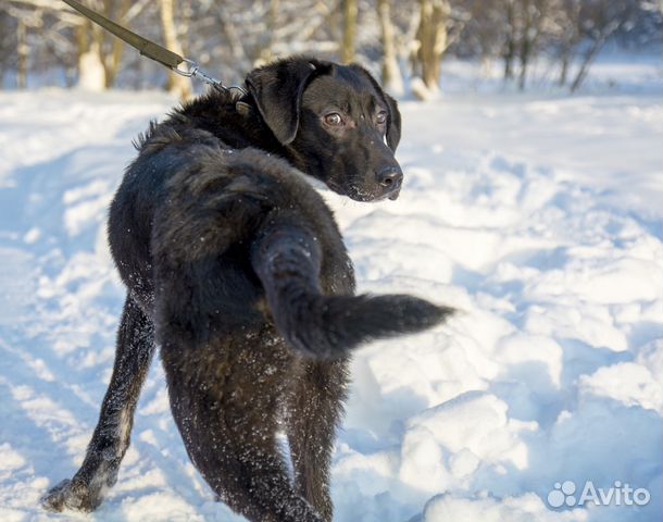 Щенок в хорошие руки