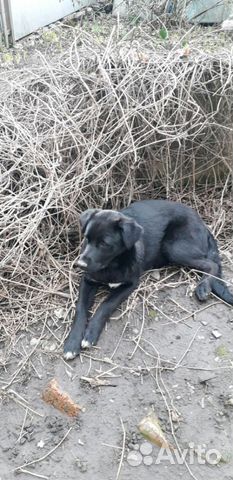 Помесь Лабрадора