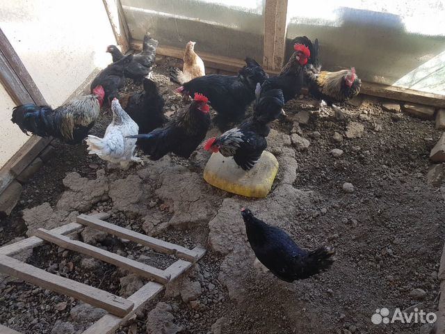 Декоративные карликовые куры