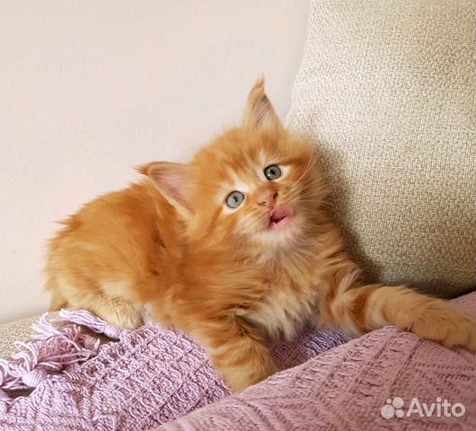 Шикарные Мейн-кун котята