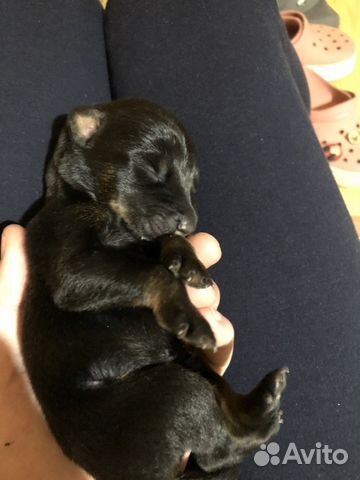 Помесь Добермана/Алабая (сильный щенок )