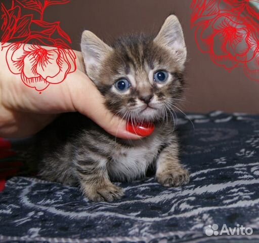 Munchkin Манчкин котята шоу класса