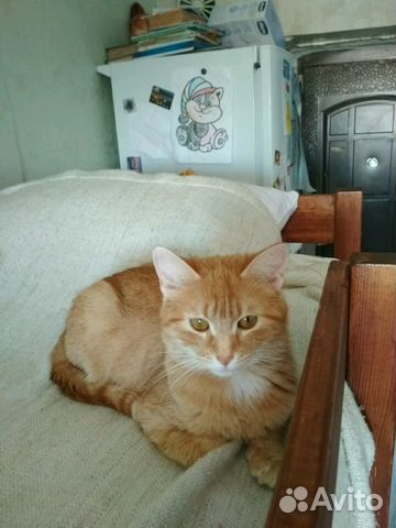 Кошка Маруся в добрые руки