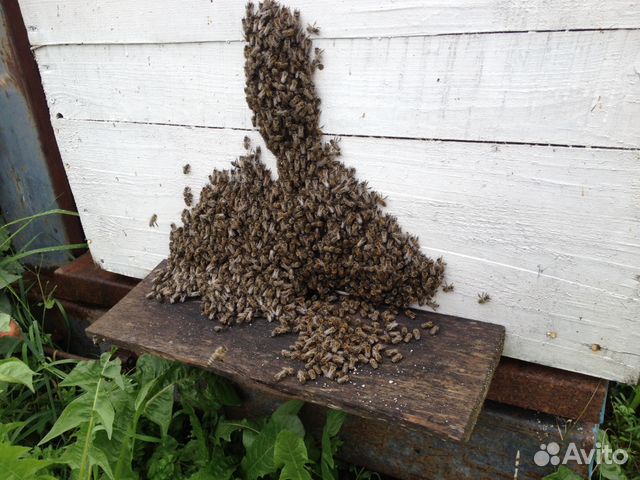 Пчелы, Пчелопакеты 4-х рамочные карпатка F1