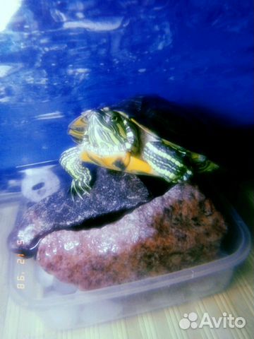 Красноухая черепаха