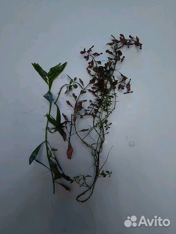 Прополка аквариумных растений