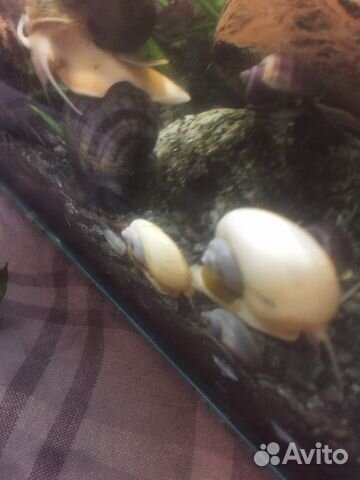 Улитка ампулярия