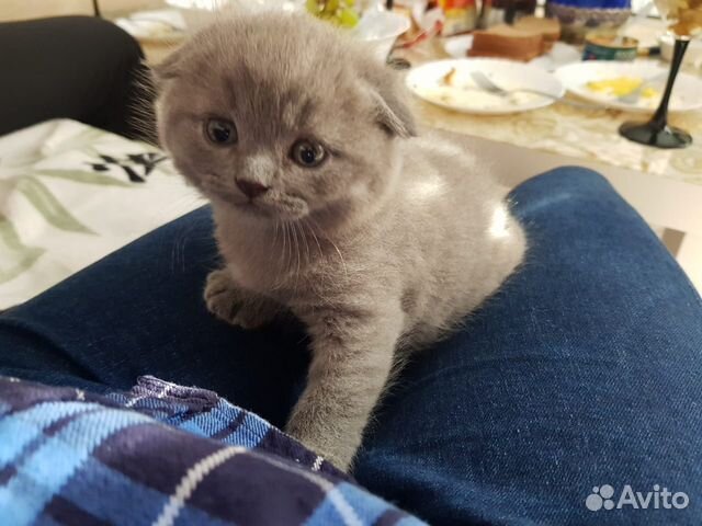 Продадим котят