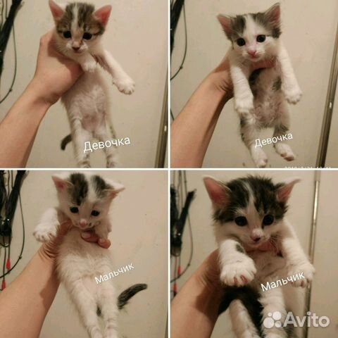 Котята обычные