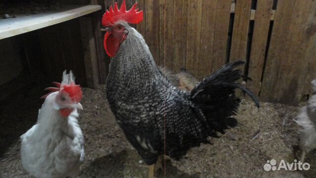 Петух доминант