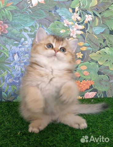 Золотая шиншилла британский кот