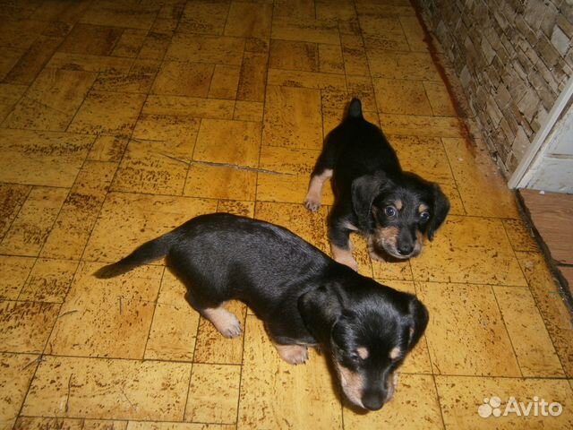 Щенки Таксы