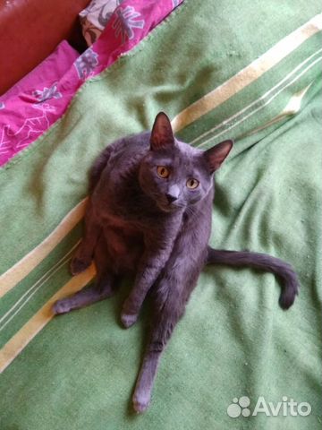 Маугли, котик 1.5 года