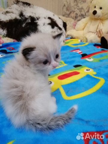 Милашки Рэгдолл