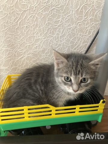 Котёнок