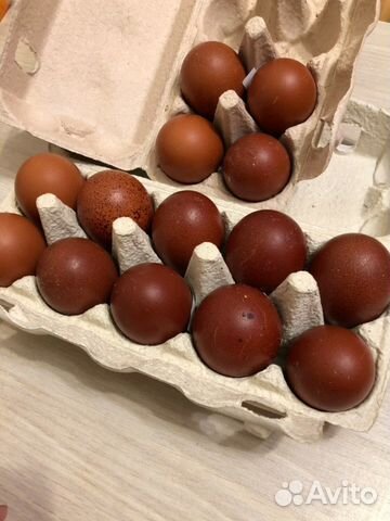 Инкубационное яйцо породы Маран ч/м