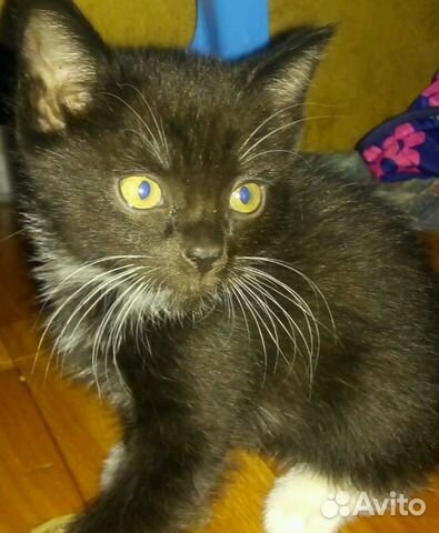 Котята невиданной красоты