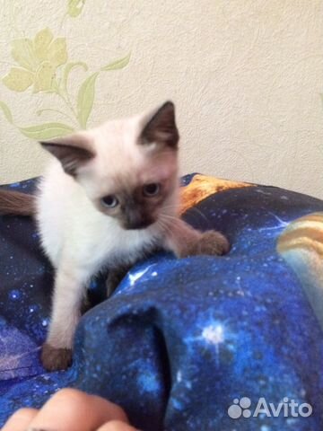Тайский Котенок, девочка
