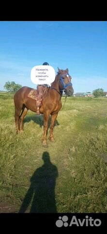 Жеребец