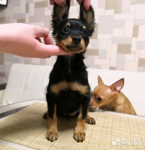 Длинношерстный мальчик русского тоя