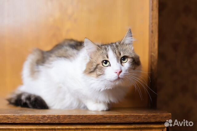 Кот Мерлин