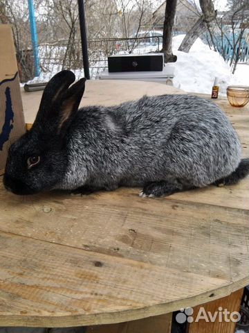 Кролики Серебро
