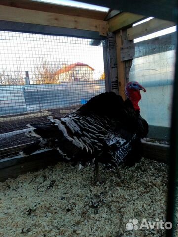 Индюки в Петергофе