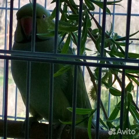 Ожереловый попугай