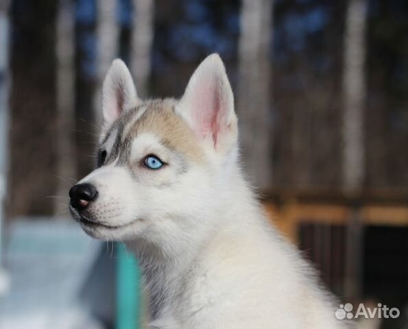 Щенки Хаски