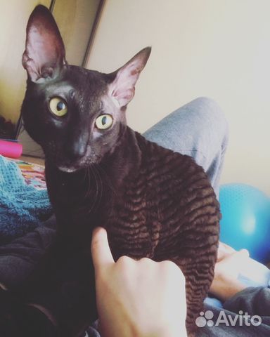 Кот вязка