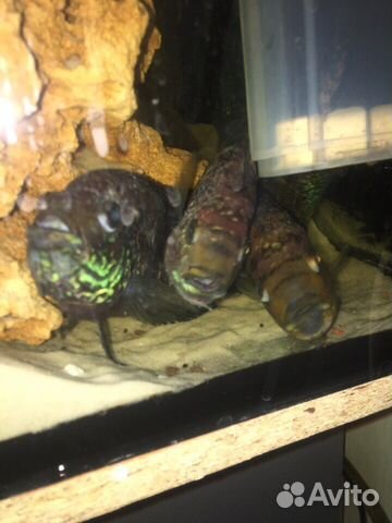 Блю демпси,пчелки