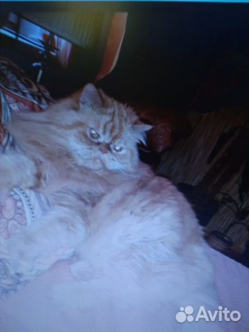 Персиковый перс в добрые руки