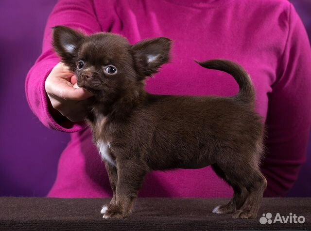 Сладкая шоколадка