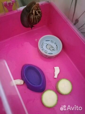 Улитка Ахатина + террариум+корм и грунт